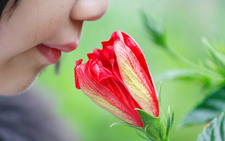 Why Do Smells Trigger Memories? - Scientific American