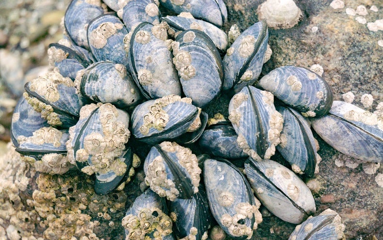 Plastic Found in Mussels from the Arctic to China - Scientific American