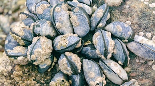 Plastic Found in Mussels from the Arctic to China - Scientific American