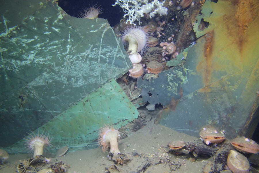 Deepwater Horizon Spill Altered Shipwreck Ecosystems | Scientific American