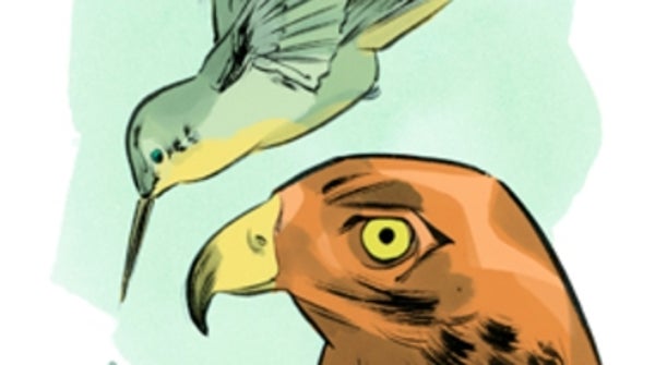 For the Birds: Best-Adapted Beaks - Scientific American