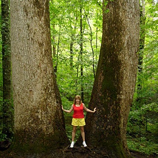 Are Old-Growth Forests Protected in the U.S.? - Scientific American