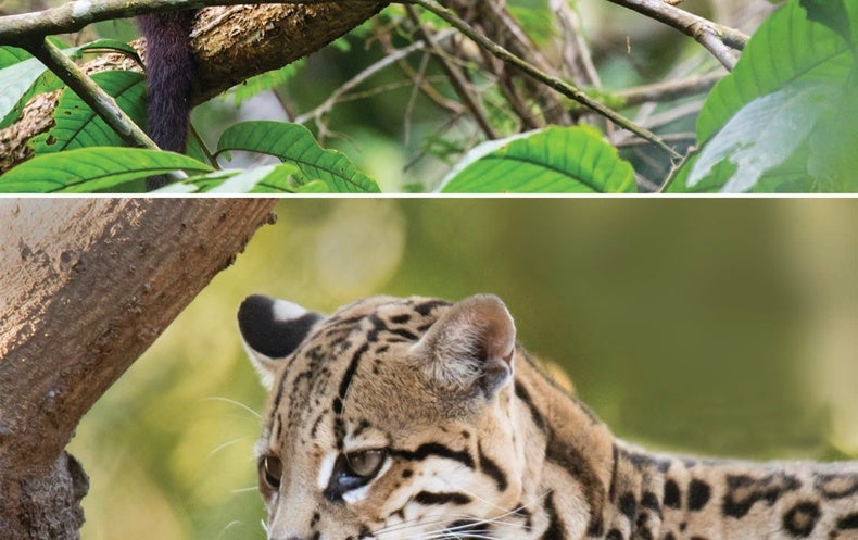 Monkeys Use Alarm Calls to Tell Predators to Scram - Scientific American