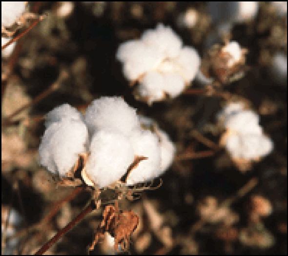 Despite Pesticide Reductions, Transgenic Cotton Fails to Improve ...