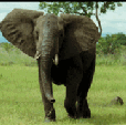 How Zoos Kill Elephants - Scientific American