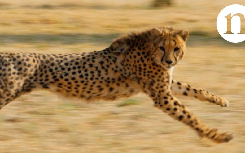 Anatomy of a Hunt: Speed, Strategy and Survival - Scientific American