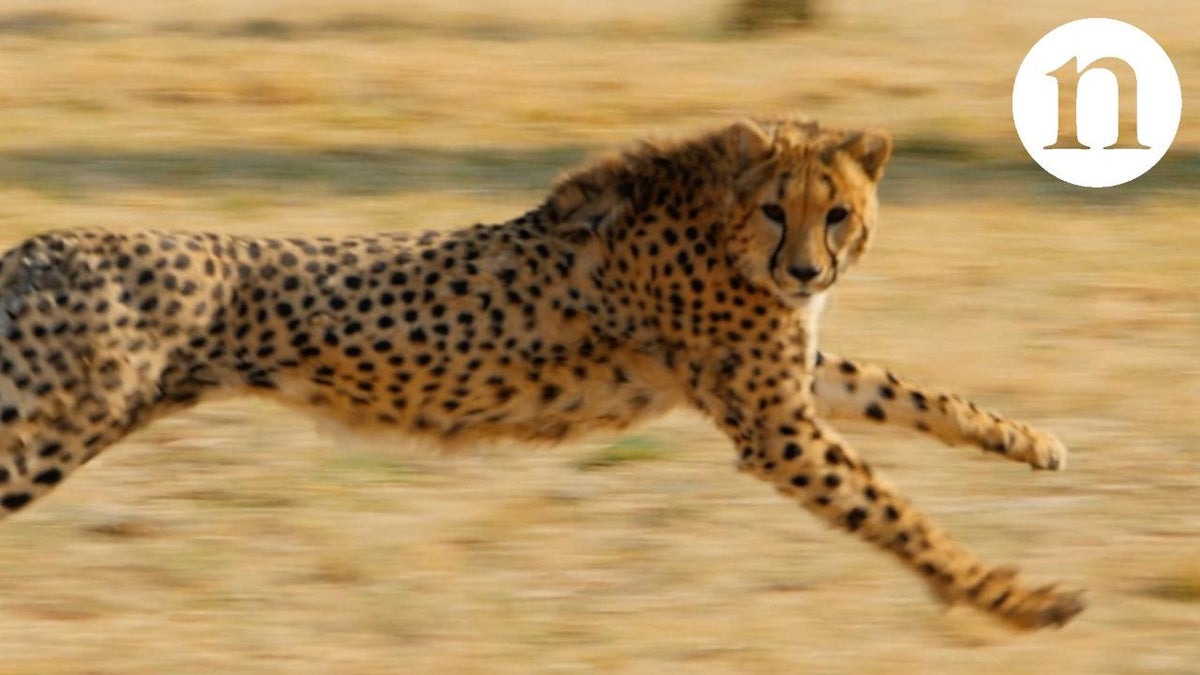 Anatomy of a Hunt: Speed, Strategy and Survival | Scientific American