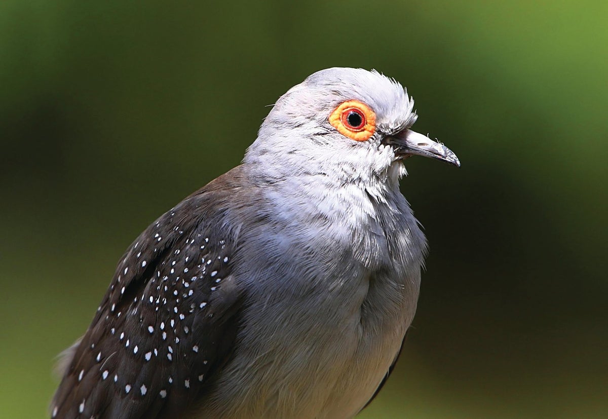 What Birds Can Teach Us about Flying Robots | Scientific American
