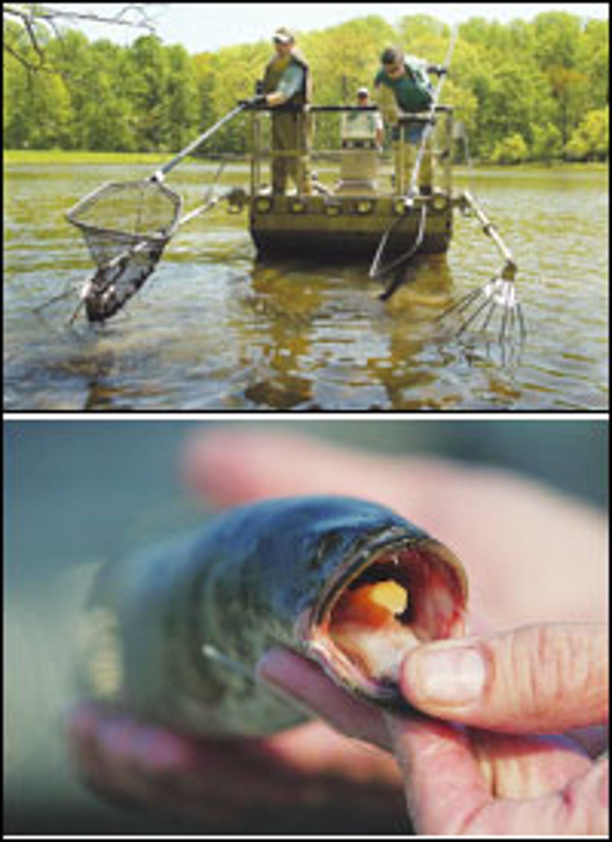 Snaking Its Way In | Scientific American