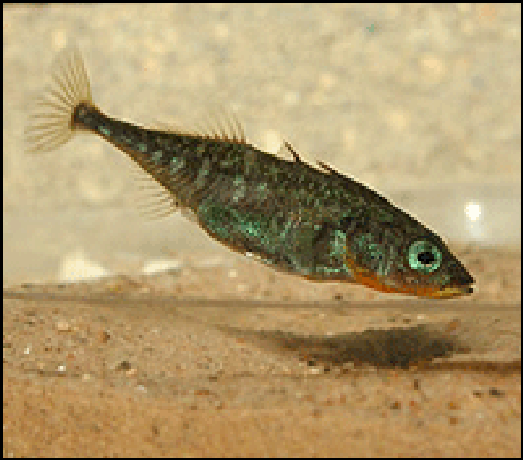 Fishing for Personalities - Scientific American