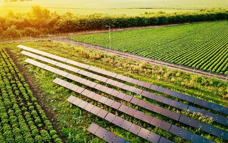 Solar Farms Produce Power--and Food - Scientific American