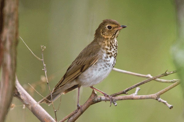 Birds Heading South for the Winter Get Conflicting Directions ...