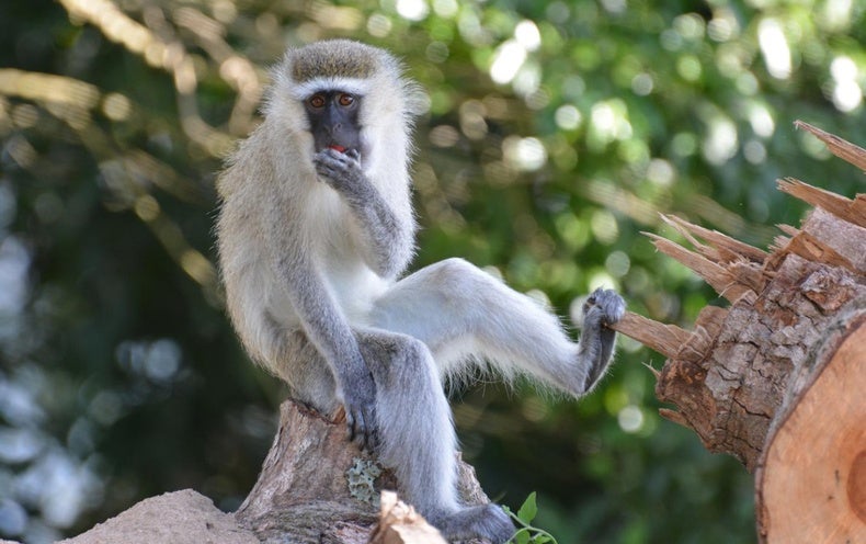 Monkey Cousins Use Similar Calls - Scientific American