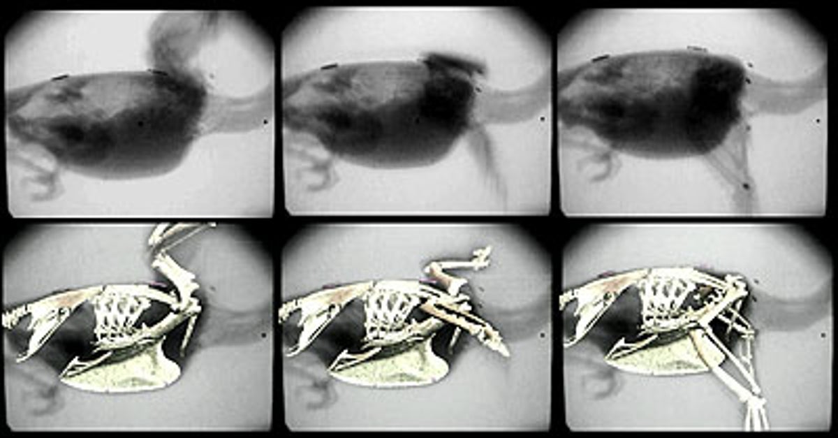 X-Ray Motion | Scientific American