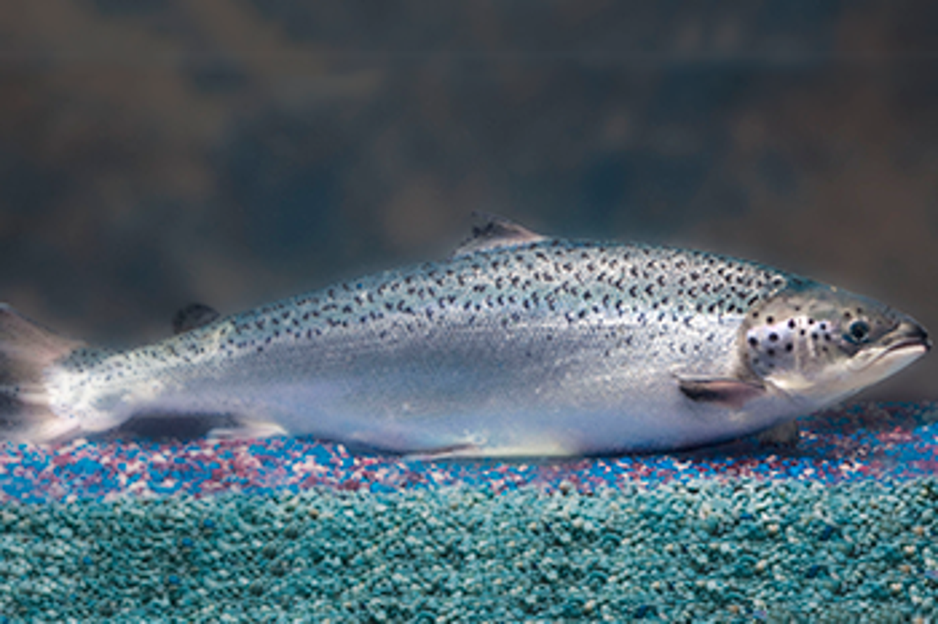 First Genetically Engineered Salmon Sold in Canada | Scientific American