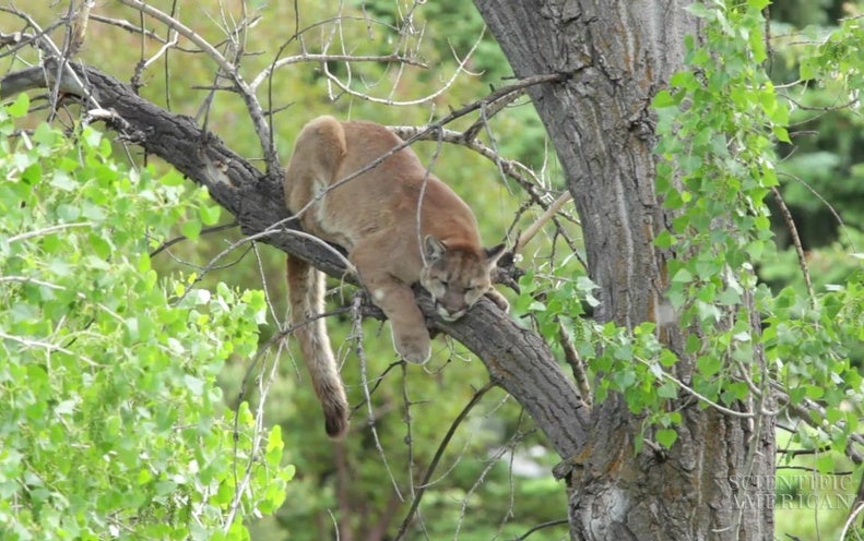 The Secret Social Life of a Solitary Puma - Scientific American
