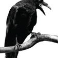 Crows Show Off Their Social Skills - Scientific American