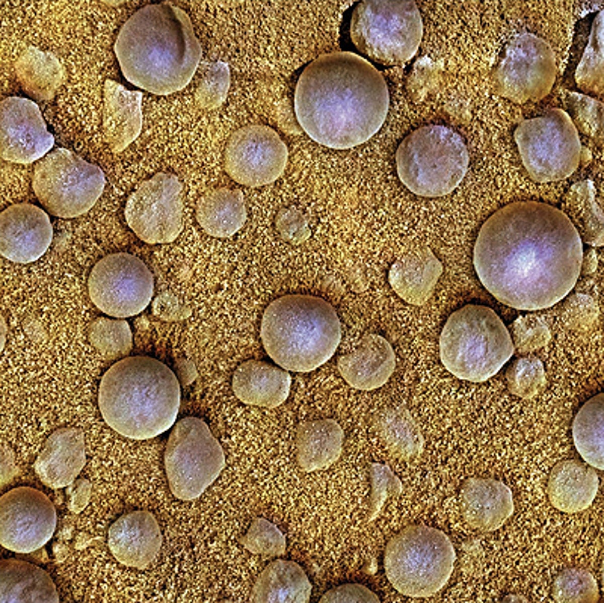 Martian "Blueberries" | Scientific American