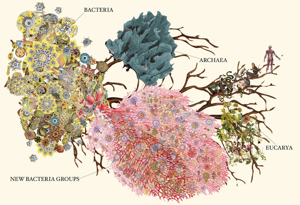Giant Burst of Tiny Organisms Discovered on Tree of Life | Scientific ...