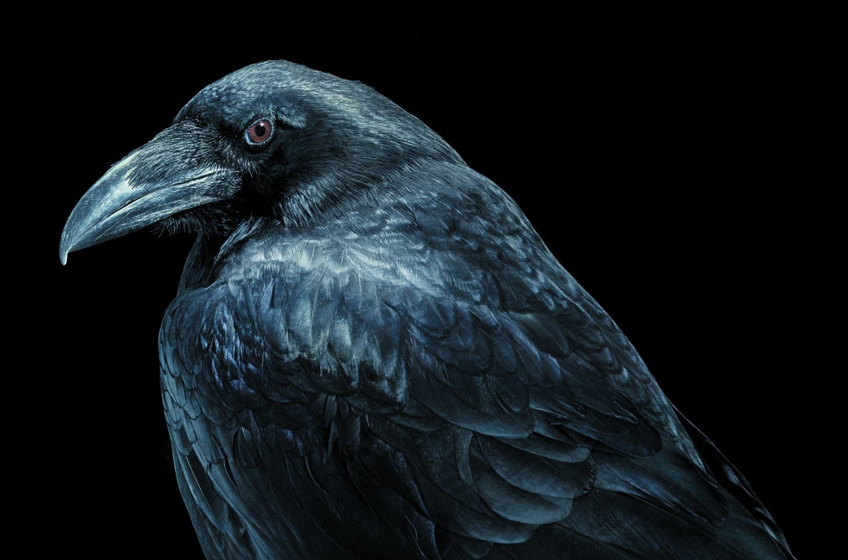 "Birdbrain" Turns from Insult to Praise | Scientific American