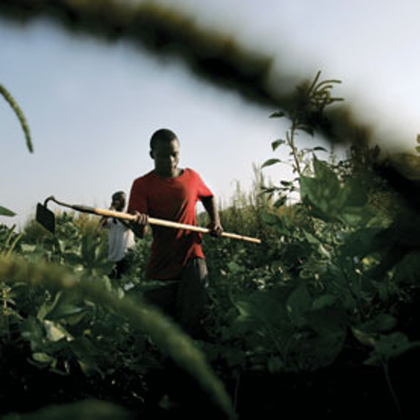 The Growing Menace from Superweeds | Scientific American