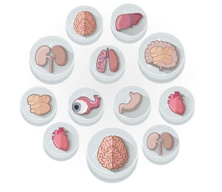 Biotech Interest in Mini Organs Booms - Scientific American