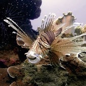 Big Pacific: Photos from One of Earth's Great Oceans - Scientific American
