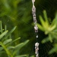 Sticky Science: the Evolution of Spider Webs - Scientific American