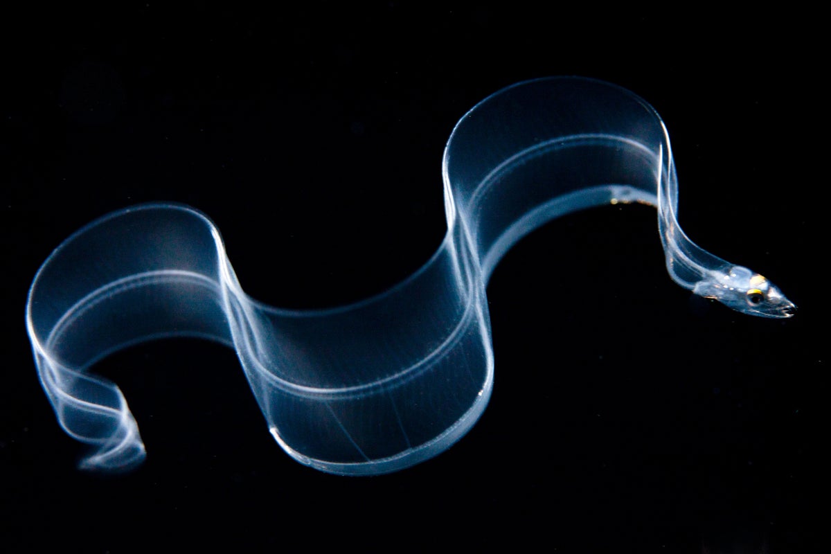 The Strange World of Nighttime Open-Ocean Diving [Slide Show ...