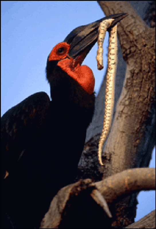Being Bird-Brained Is Not So Bad--as Long as It Is a Big Bird Brain ... Being Bird-Brained Is Not So Bad--as Long as It Is a Big Bird Brain ...