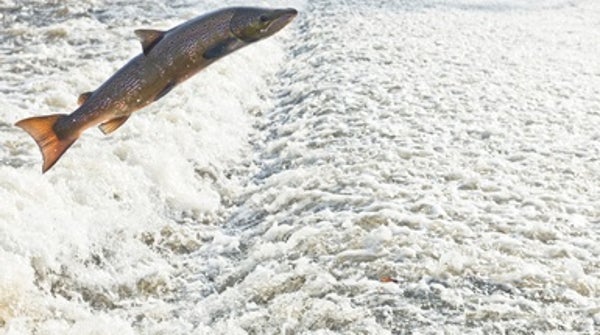 Farmed and Dangerous? Pacific Salmon Confront Rogue Atlantic Cousins ...