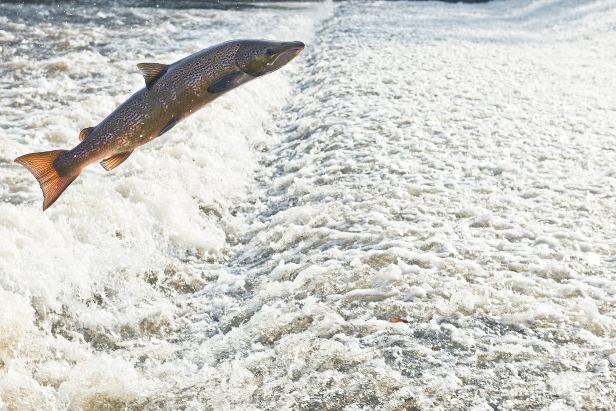 Farmed and Dangerous? Pacific Salmon Confront Rogue Atlantic Cousins ...