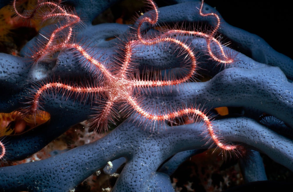 The Brittle Star That Sees with Its Body | Scientific American