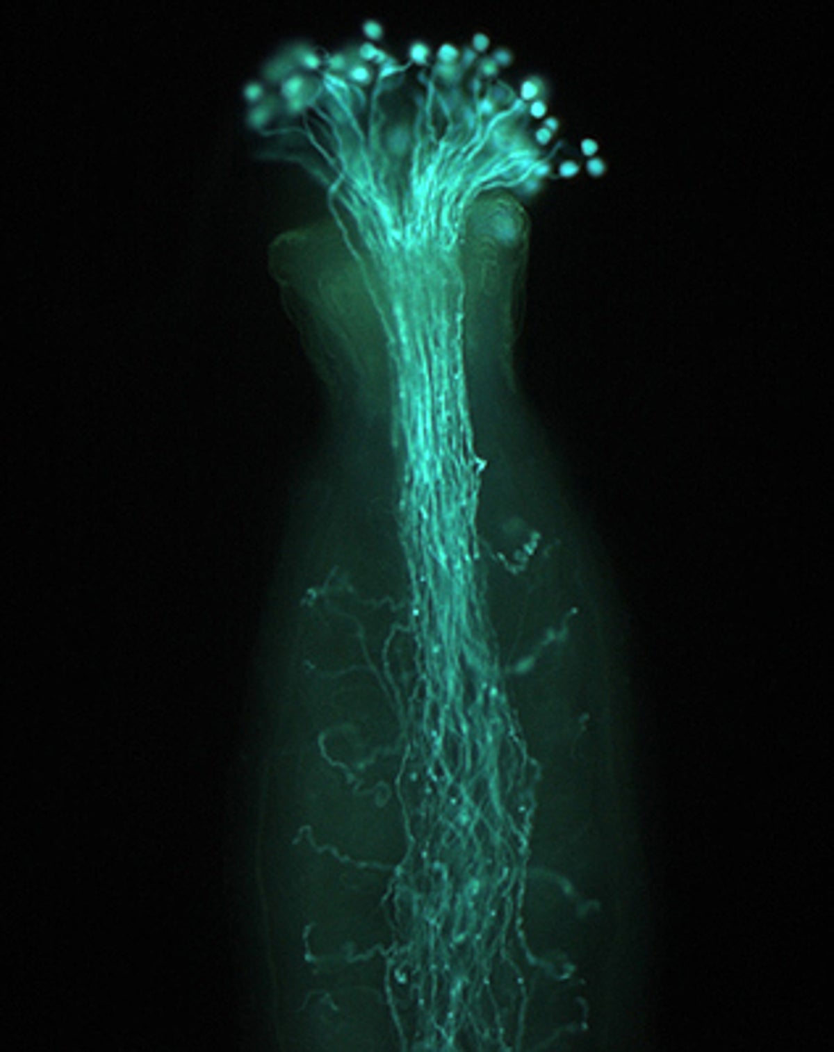 Autofertilization | Scientific American