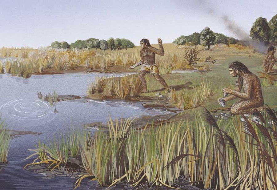 By Land or by Sea: How Did Early Humans Access Key Brain-Building ...