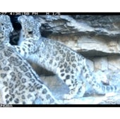 Camera Traps Reveal Secretive Snow Leopards up Close [Slide Show ...