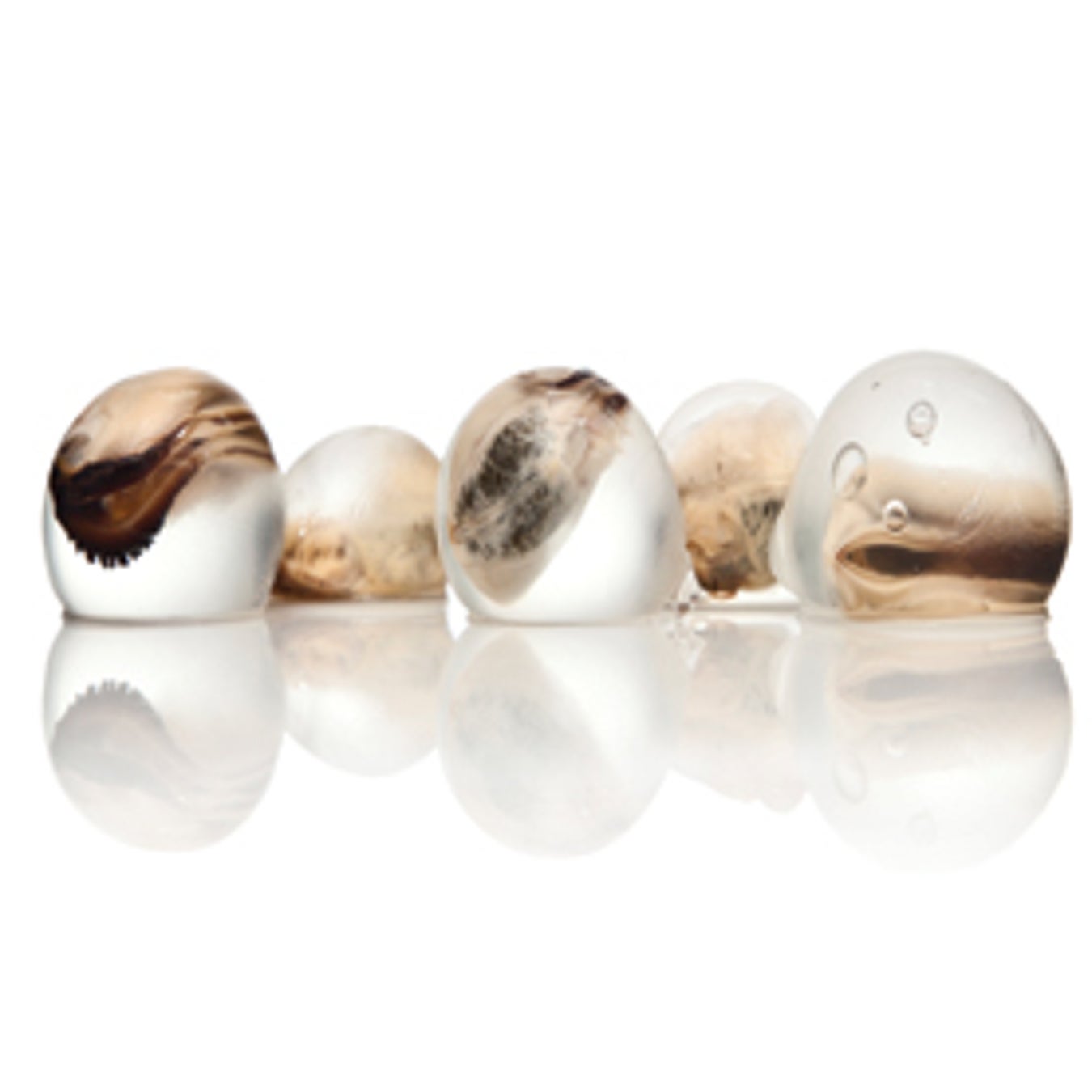 Spherical Eats | Scientific American