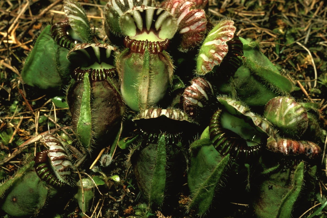 How Plants Evolved into Carnivores | Scientific American