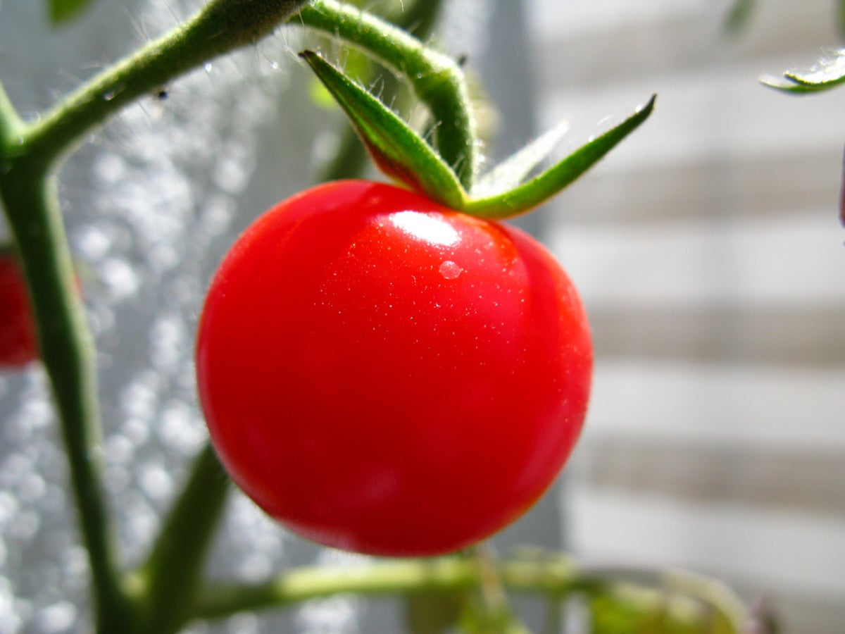 Fixing the Tomato: CRISPR Edits Correct Plant-Breeding Snafu ...