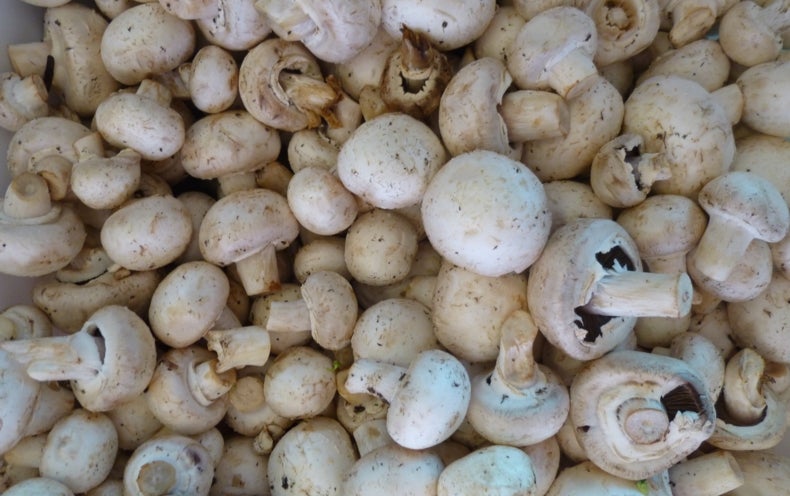 Raw Mushrooms: Hazardous or Harmless? - Scientific American