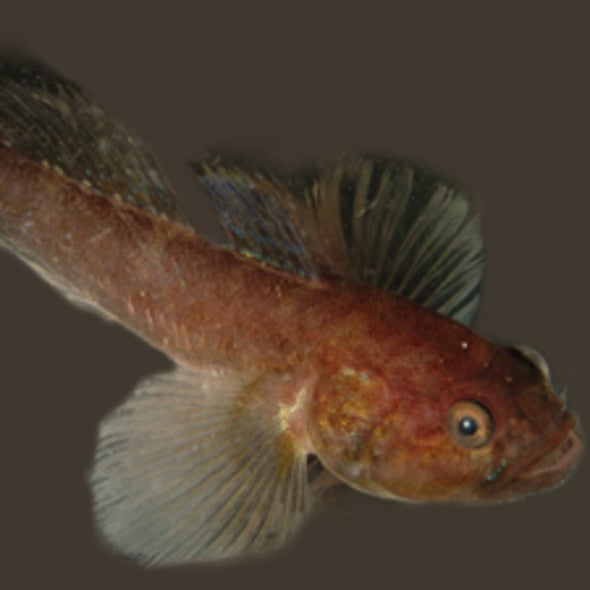 Scourge of the Jellies: Small Fish Shows How Ecosystems Adjust to ...