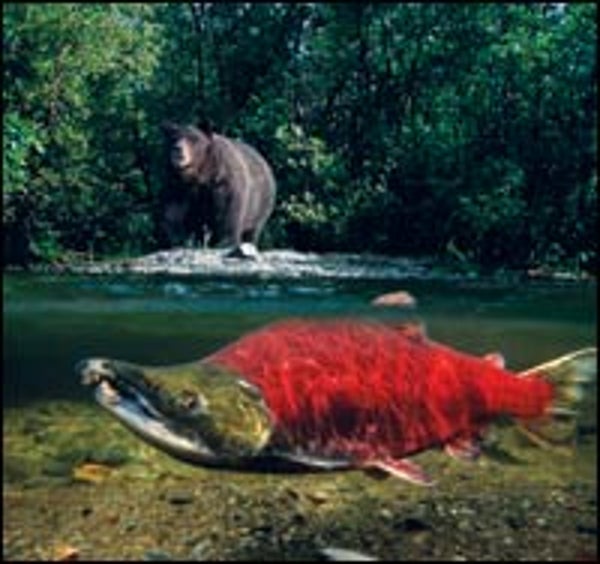 The Fish and the Forest | Scientific American