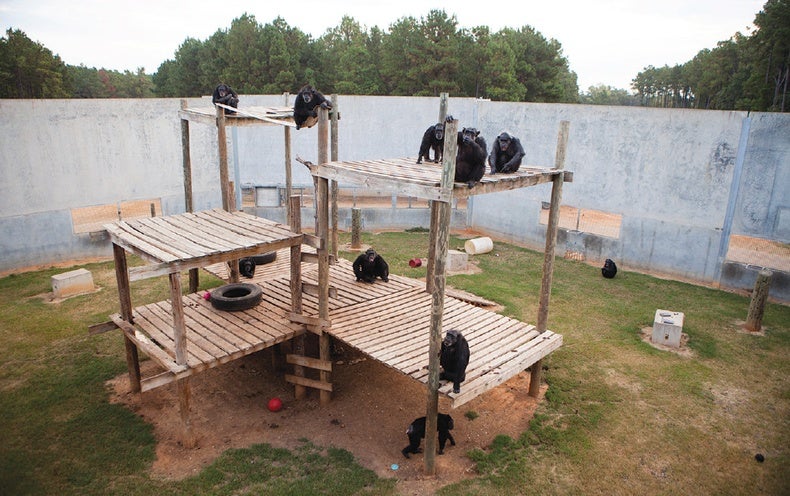 To Treat Primates More Humanely: Transparency - Scientific American