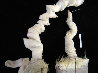 Clash of the Duck Genitalia - Scientific American