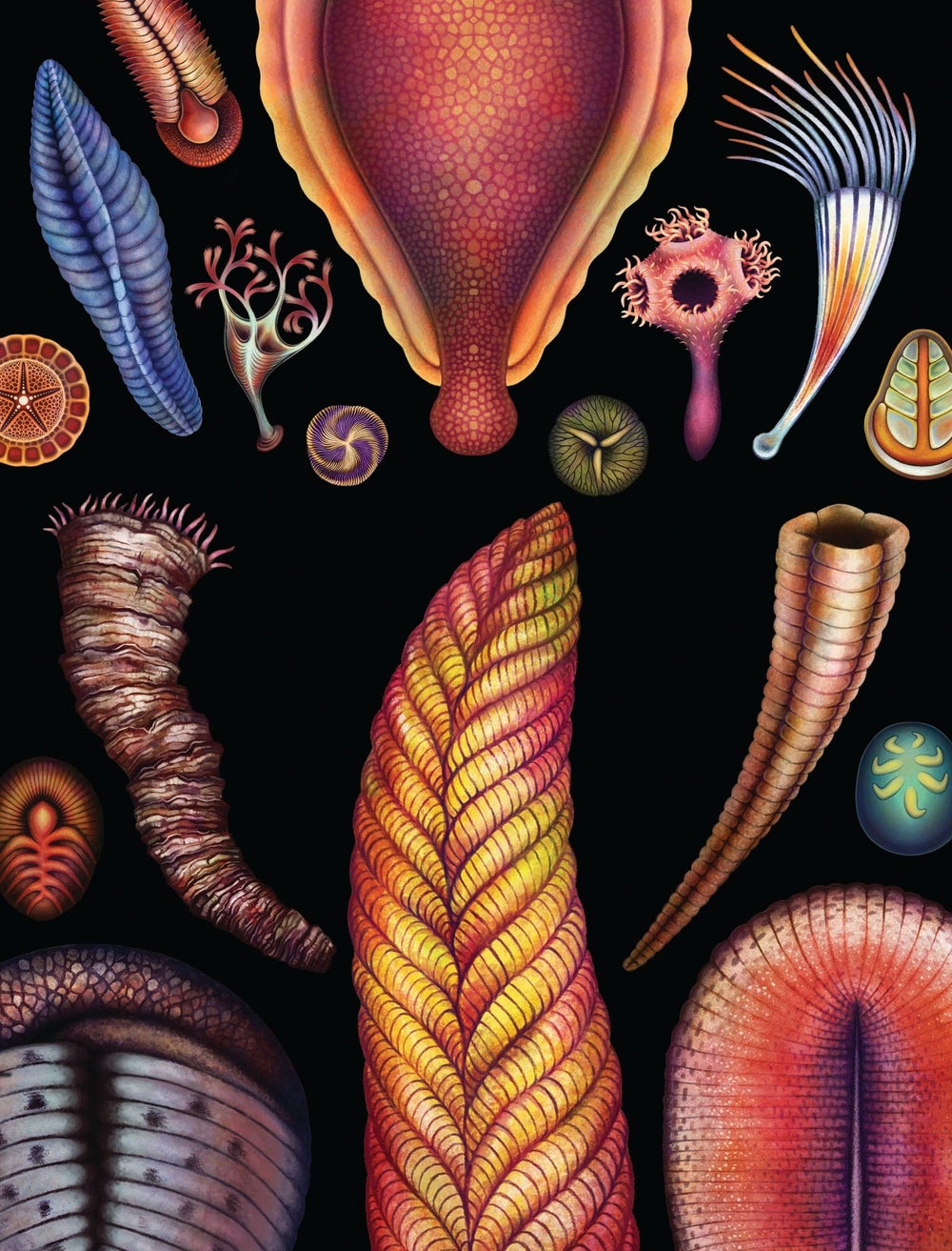 The Rise of the First Animals | Scientific American