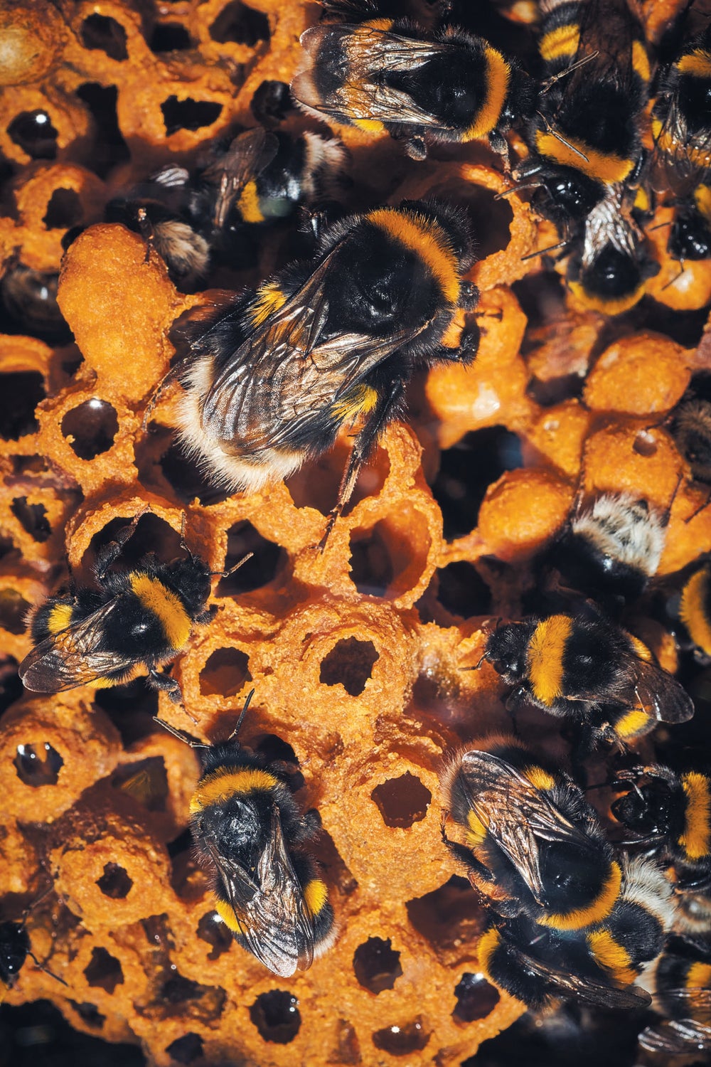 Do Insects Feel Joy and Pain? | Scientific American