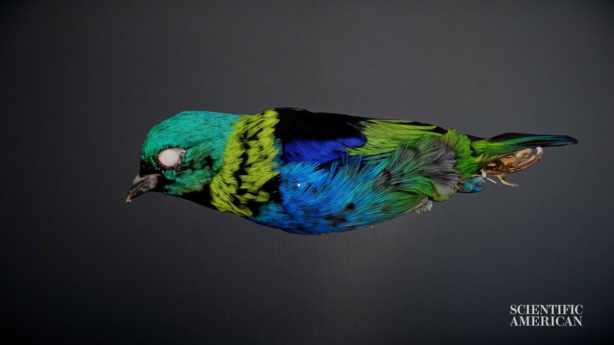 See the Beautiful Color of Rare Birds from Every Angle and in Three ...