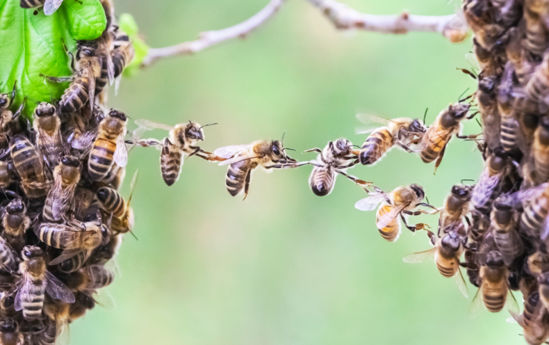 The Elusive Calculus of Insect Altruism - Scientific American