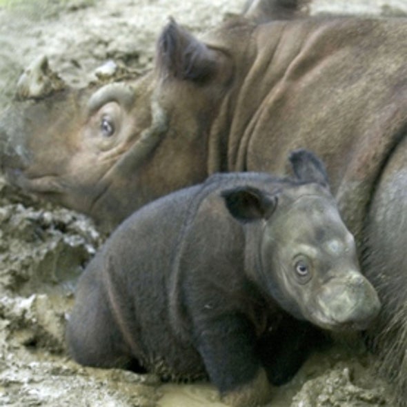 Rhinoceros Undergoes Assisted Reproduction to Rescue Species from ...