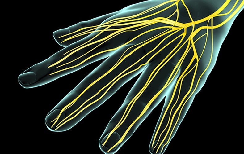 Nerve Cells That Go Out on a Limb Show How the Ability to Tweet Evolved ... Nerve Cells That Go Out on a Limb Show How the Ability to Tweet Evolved ...